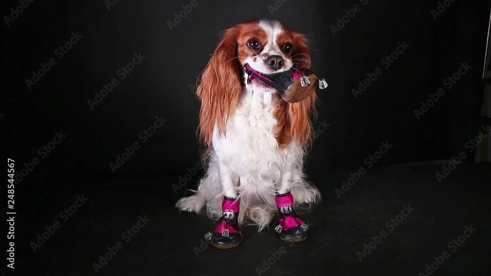Dog with shoes dog shoe and cavalier king charles spaniel puppy Stock ...