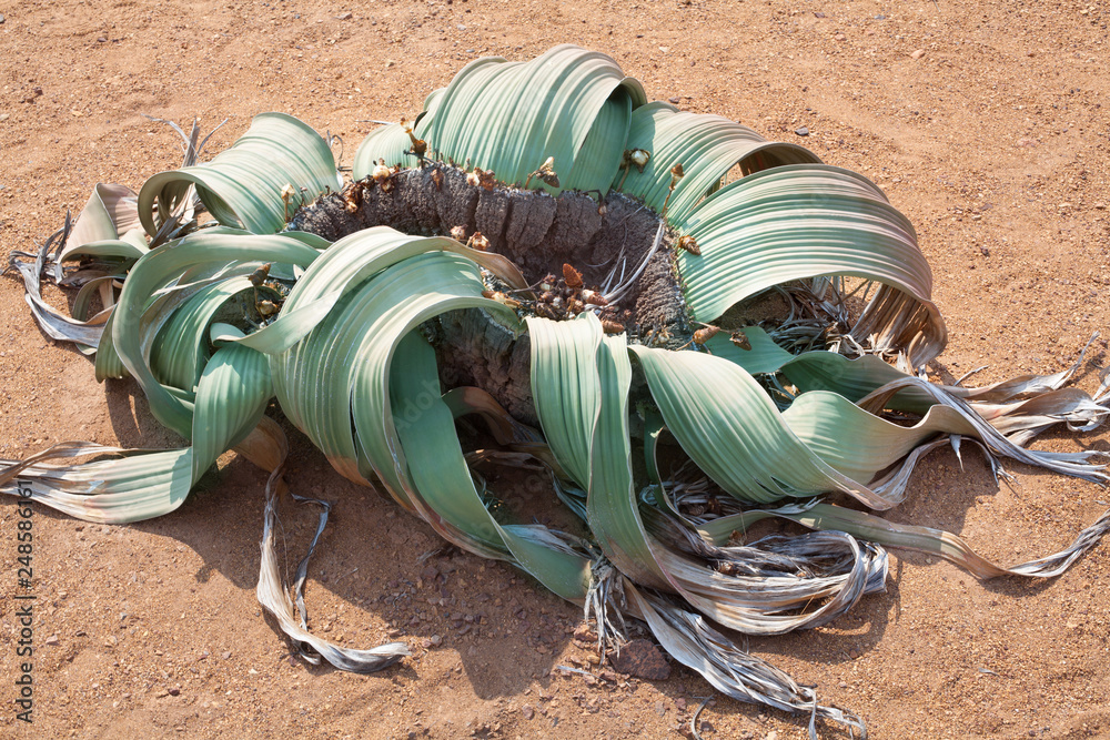 Big beautiful blooming flower Welwitschia mirabilis on yellow sand of ...