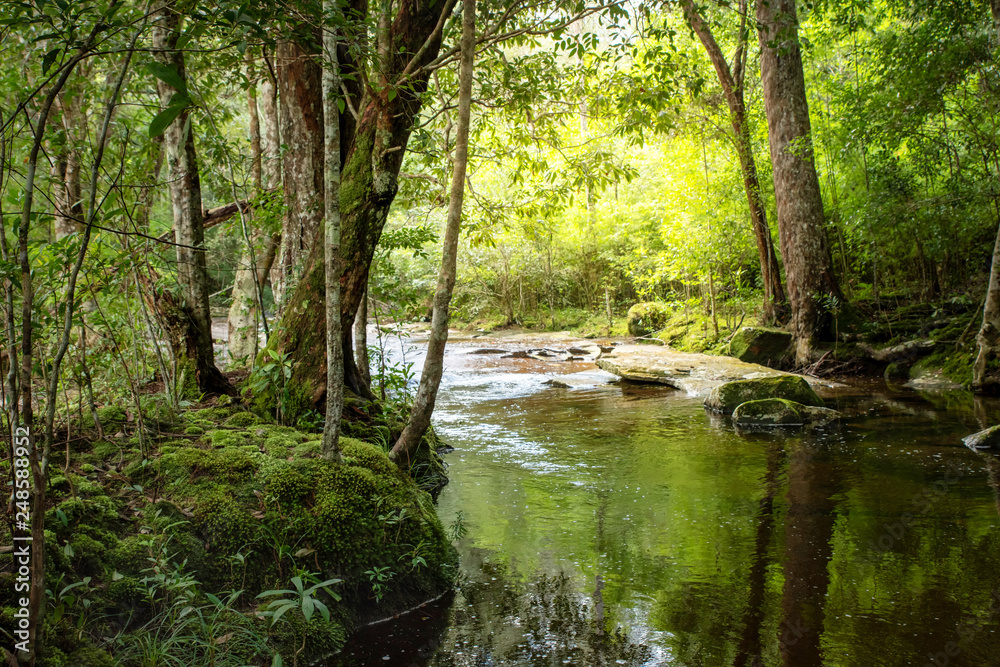 Evergreen forest with river flowing landscape, Trees trunk and green ...