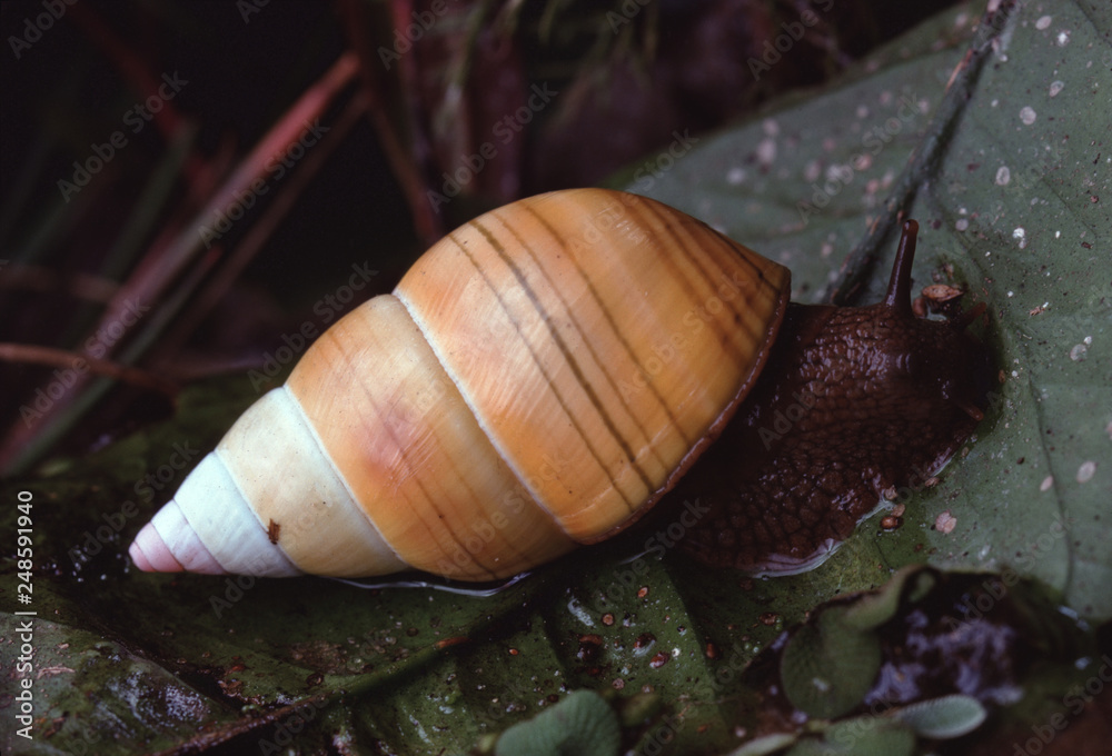 Liguus Tree Snail (Liguus Fasciatus Pseudopictus) Stock Photo | Adobe Stock