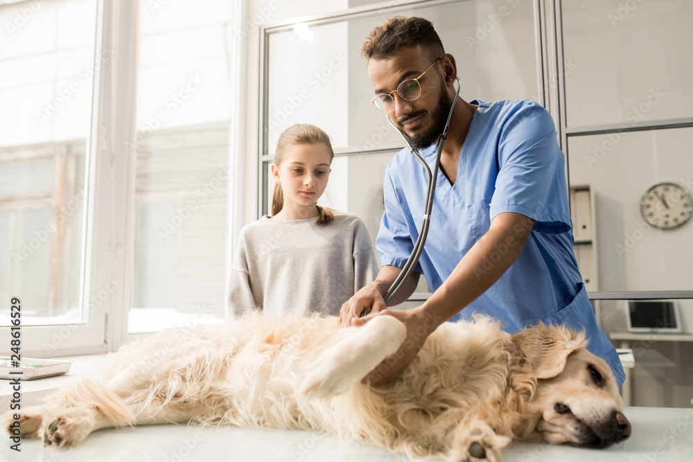 Foto de Examining sick dog do Stock | Adobe Stock