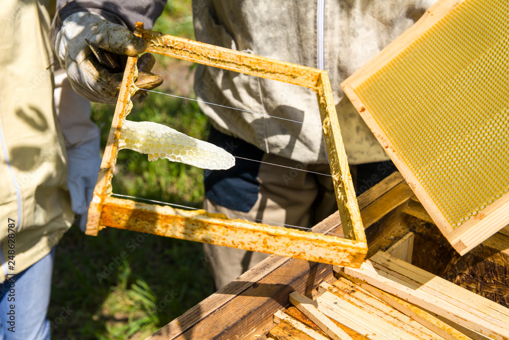 Frame with honey drawn from a beehive. Honeycombs in frame and bees ...
