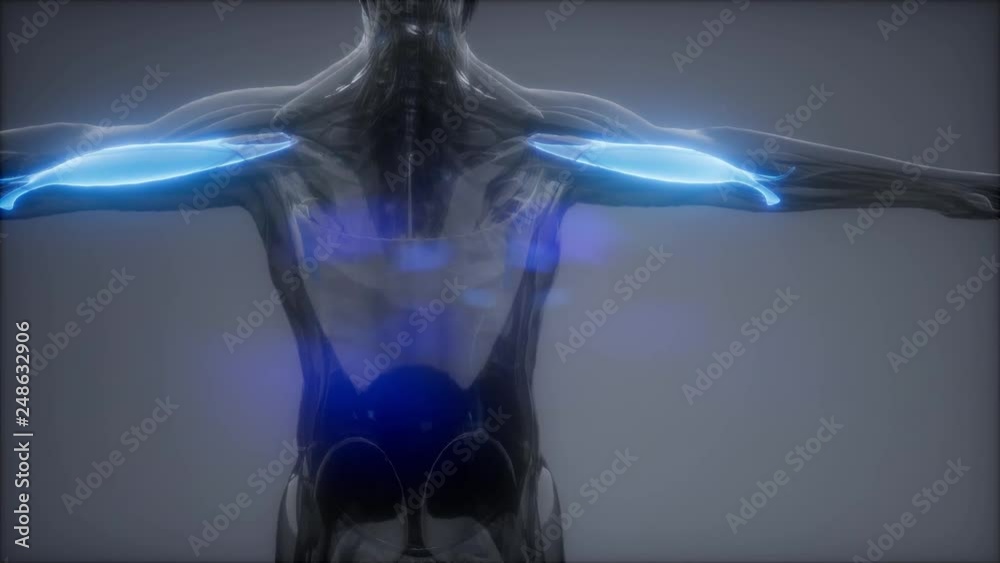 biceps - Visible muscle anatomy map Stock Video | Adobe Stock