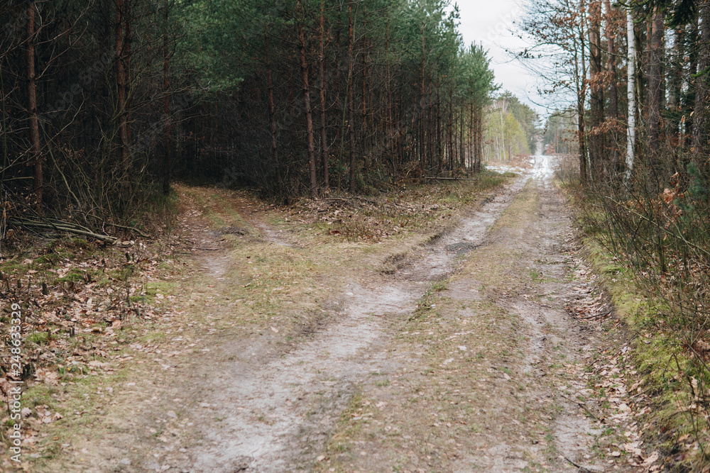 intersection of roads in a forest Stock Photo | Adobe Stock