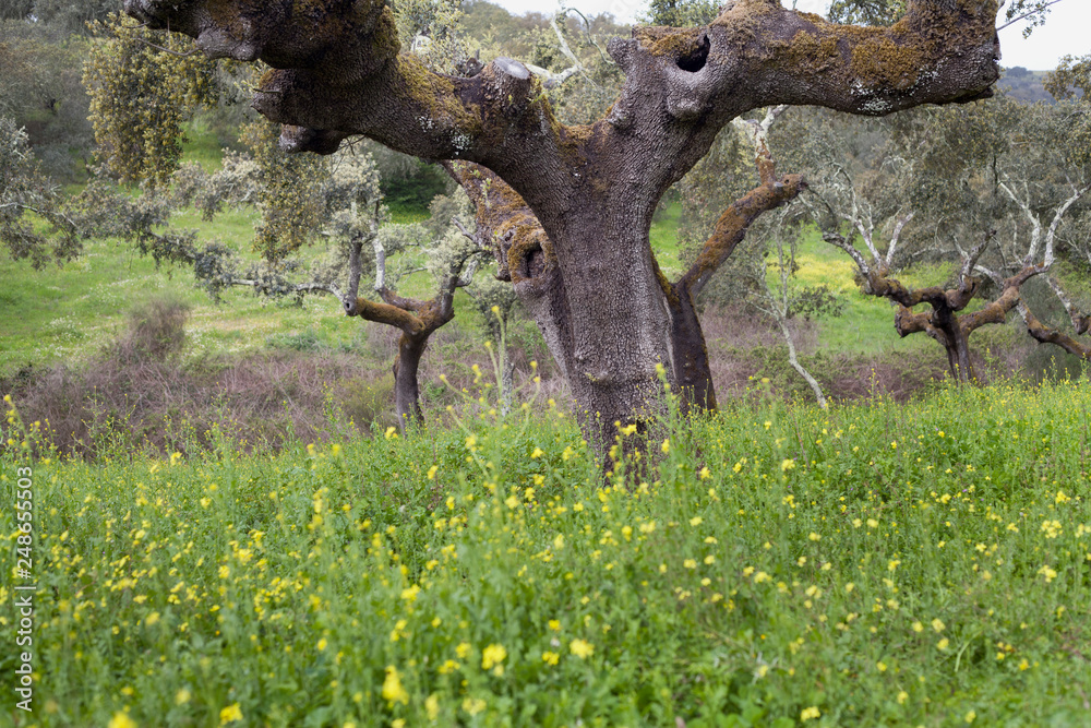 Quercus suber - Old cork oak tree in Alentejo during spring, landscape ...