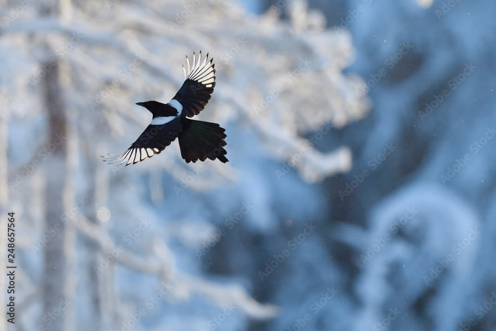 Magpie bird flying in sky Stock Photo | Adobe Stock