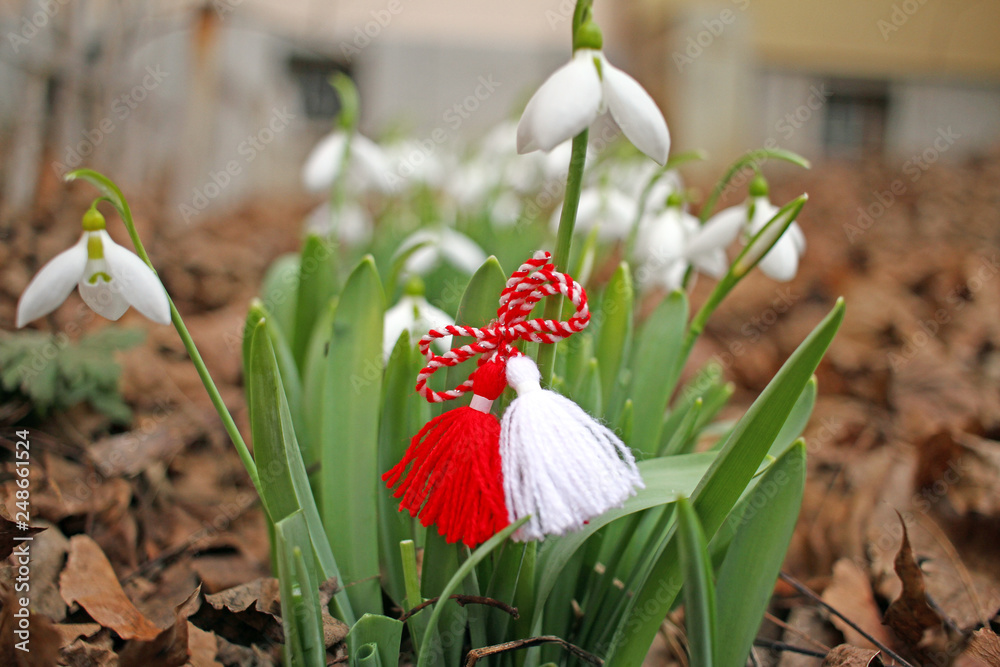 Snowdrops and martenitsa. Symbols of spring. White snowdrop flowers and ...