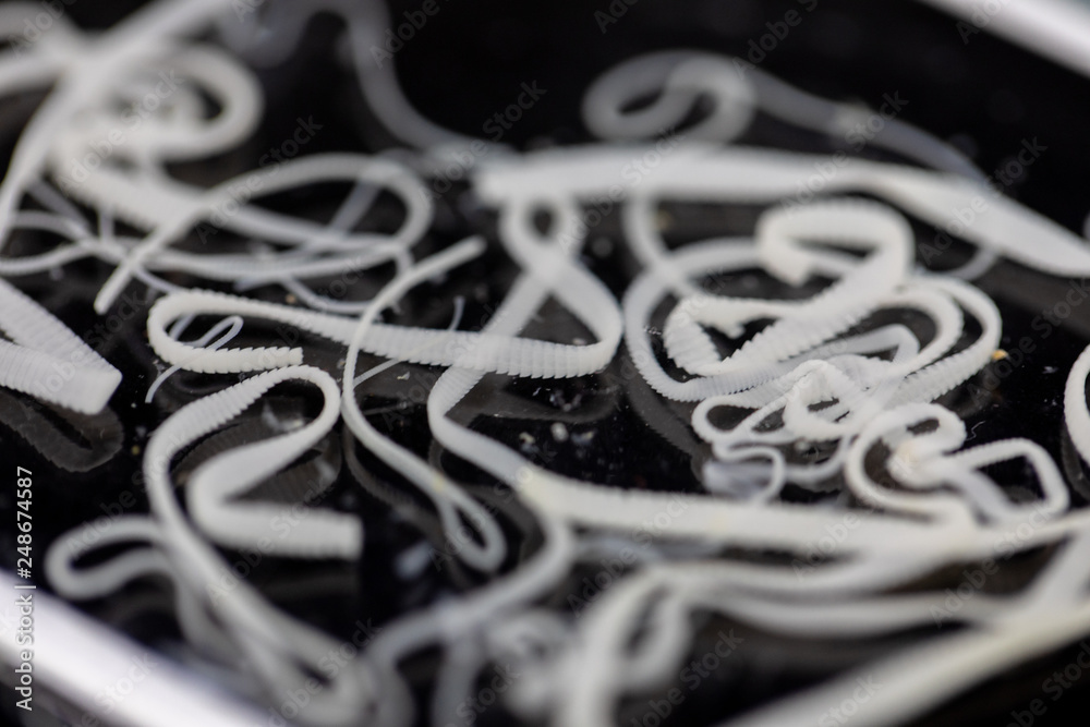 The study of Tapeworm infection is caused by ingesting food or water ...