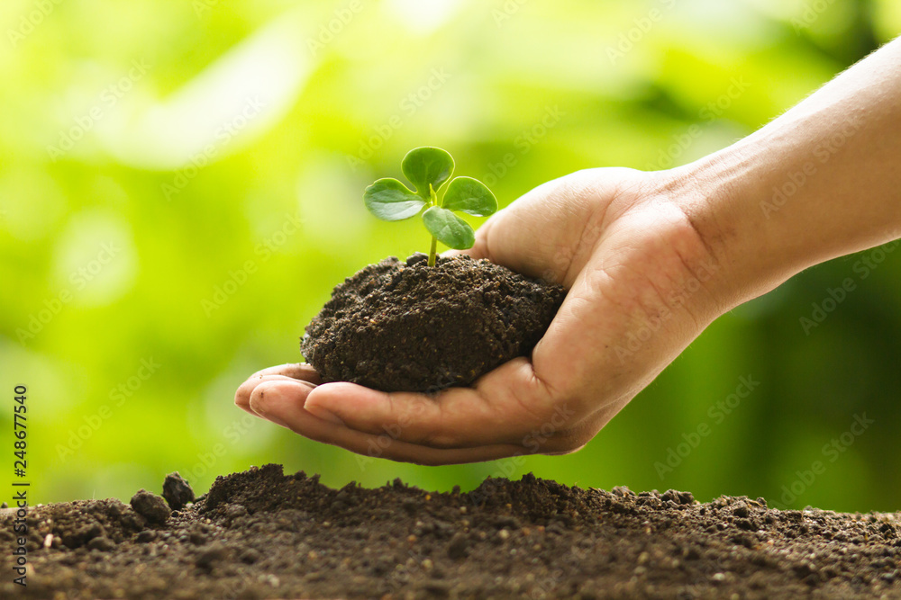 Growing Plant In Hands