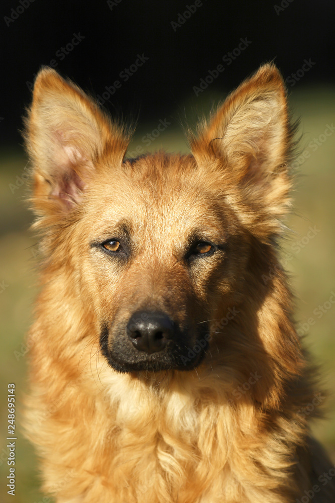 Harzer Fuchs (Harz Fox) (Canidae),portraet, German dog bre Stock Photo ...