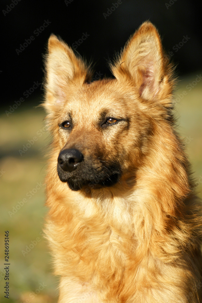 Harzer Fuchs (Harz Fox) (Canidae),portraet, German dog bre Stock Photo ...