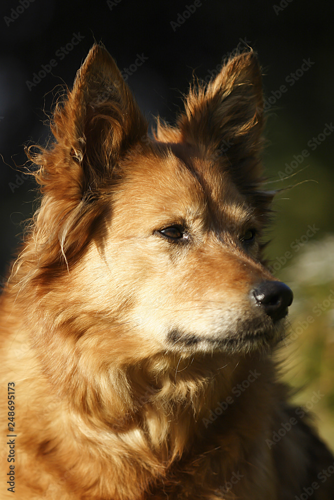 Harzer Fuchs (Harz Fox) (Canidae),portraet, German dog bre Stock Photo ...