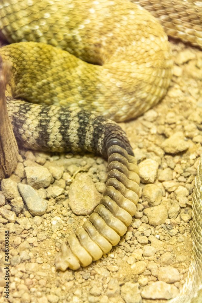 Rattlesnake Tail