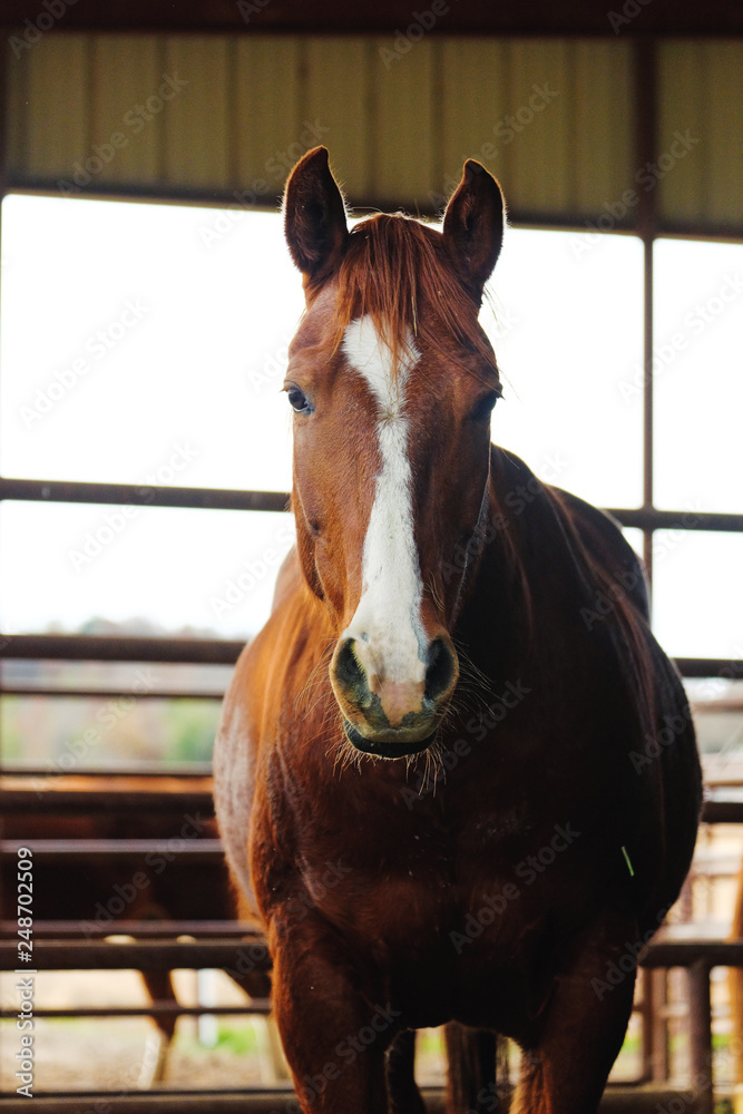 Brown horse on farm shows equine head looking at camera for western ...