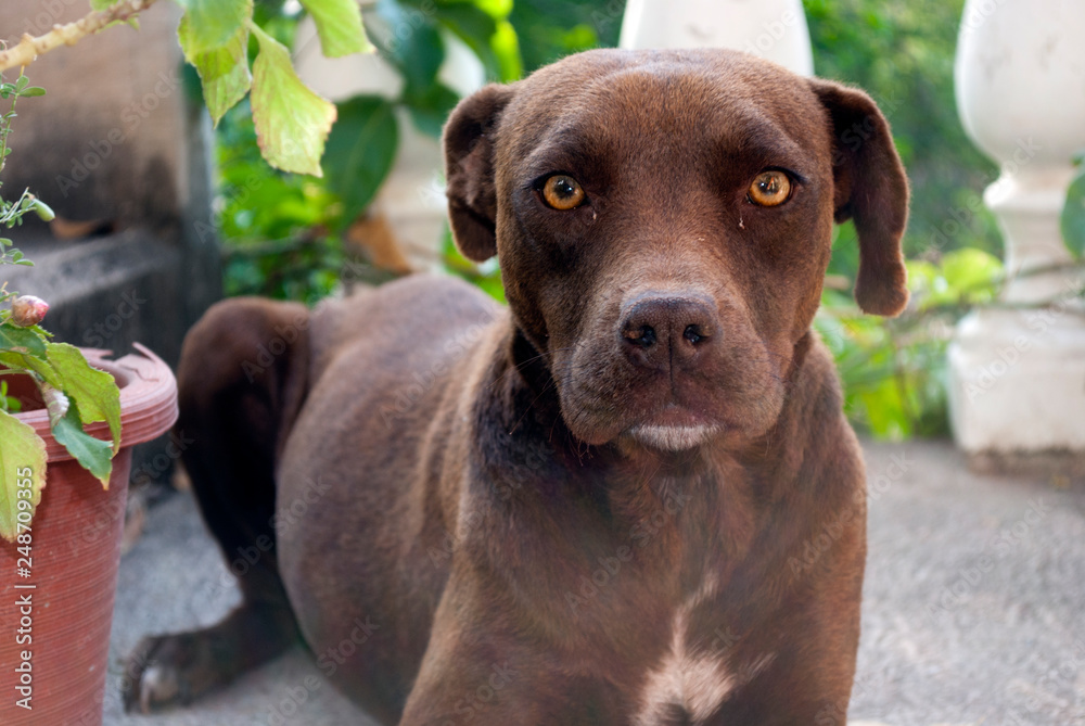 Perros Labradores Cafes