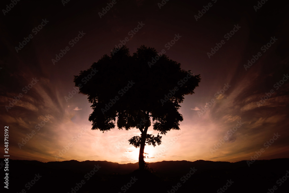 tree silhouette isolated to the horizon with a beautiful sunrise or ...