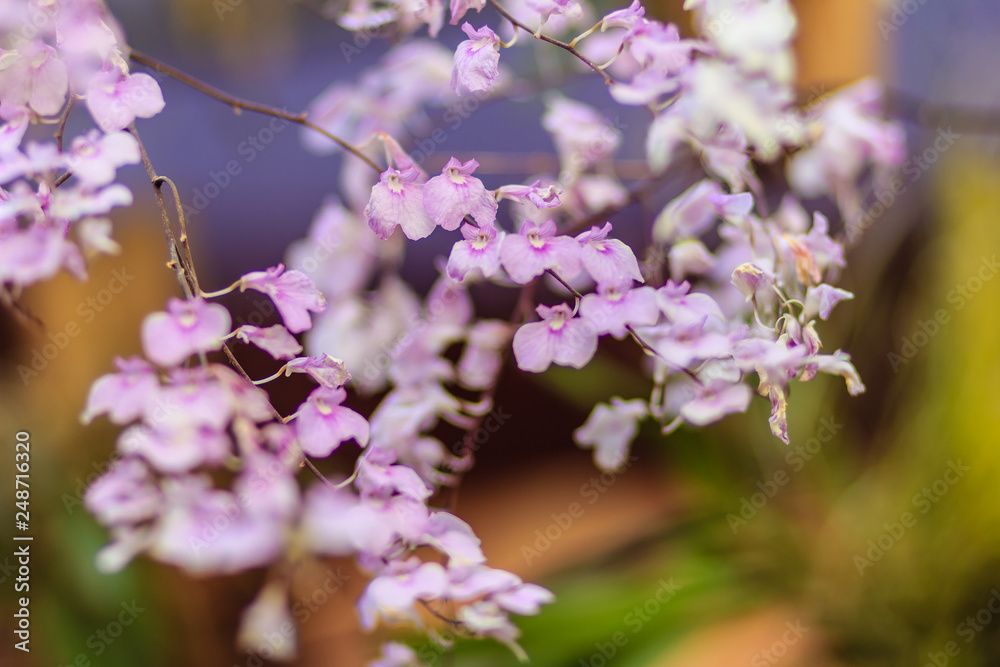 Beautiful Ionopsis orchid, Purple Orchid, or Ionopsis paniculata ...