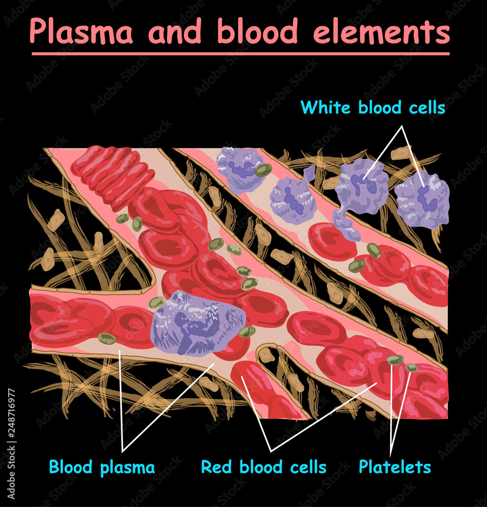 Plasma of blood and white blood cells, red blood cells, platelets ...