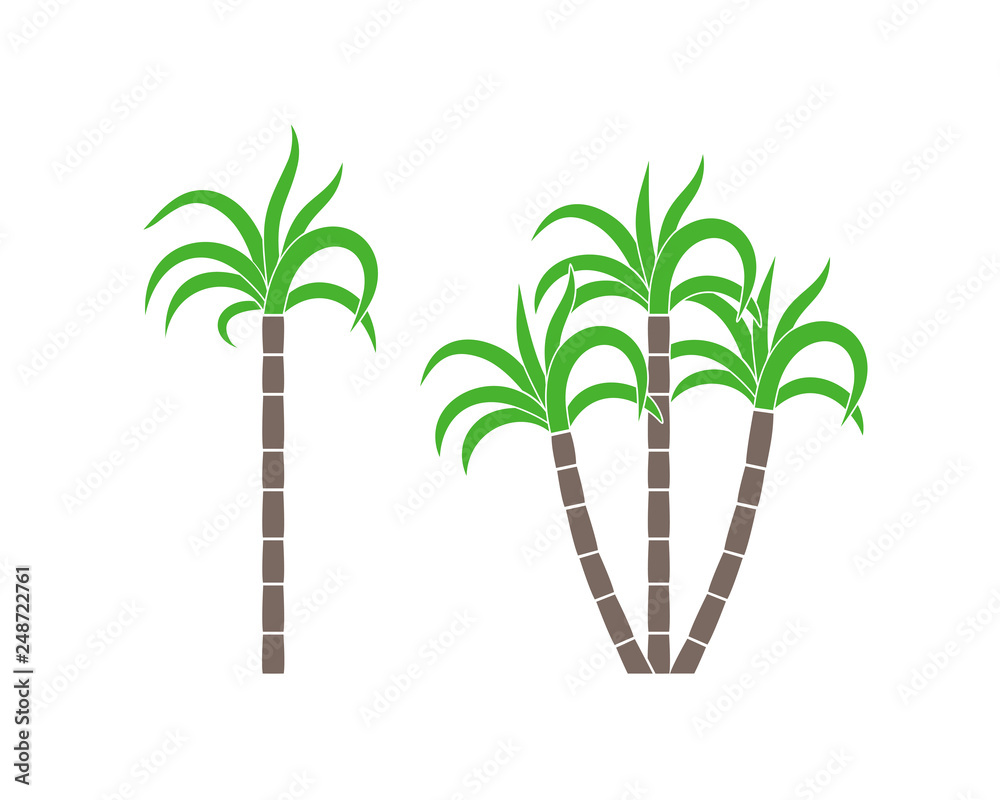 Sugar cane set. Isolated sugar cane on white background Stock Vector ...