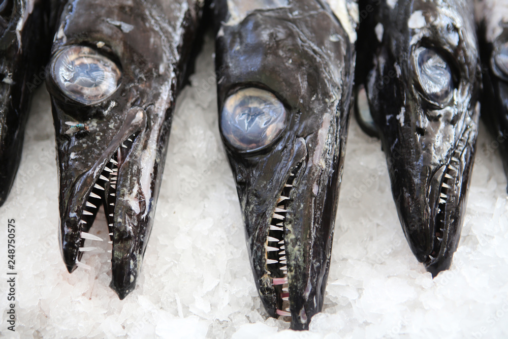 Foto de Espada Preta fish of Madeira on crushed ice. Black scabbardfish ...