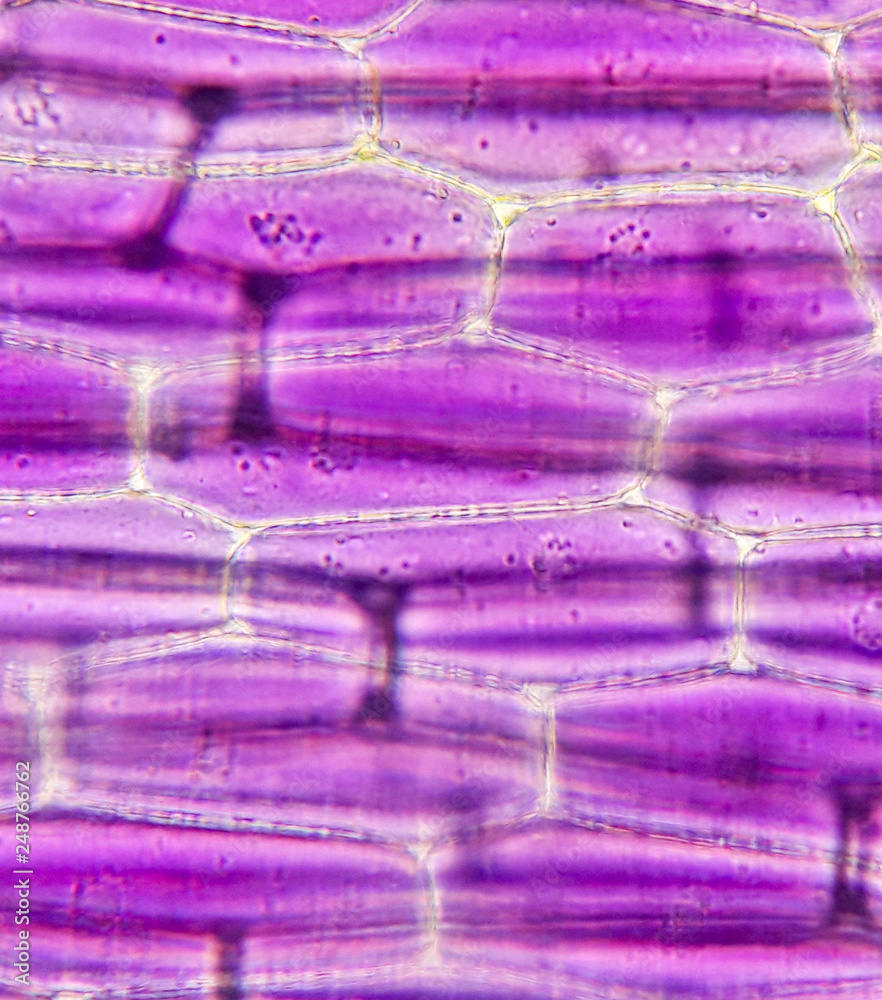 Tradescantia Spathacea leaf cell from microscope. Stock Photo | Adobe Stock