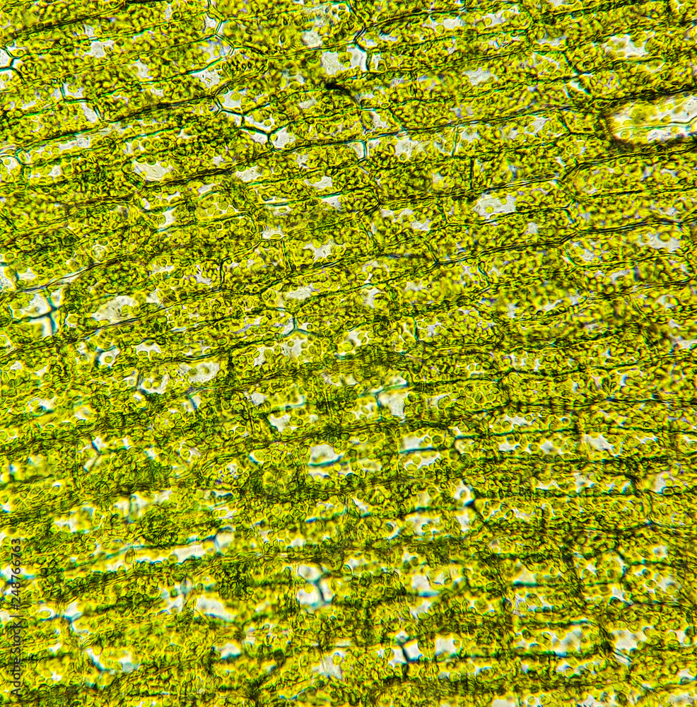 Hydrilla Verticillata Leaf