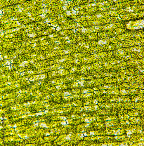 Elodea Cell 100x