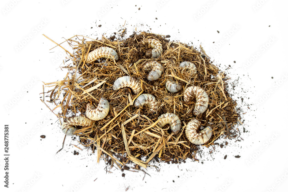 masses white worm larvae of coconut rhinoceros beetle in pile straw ...