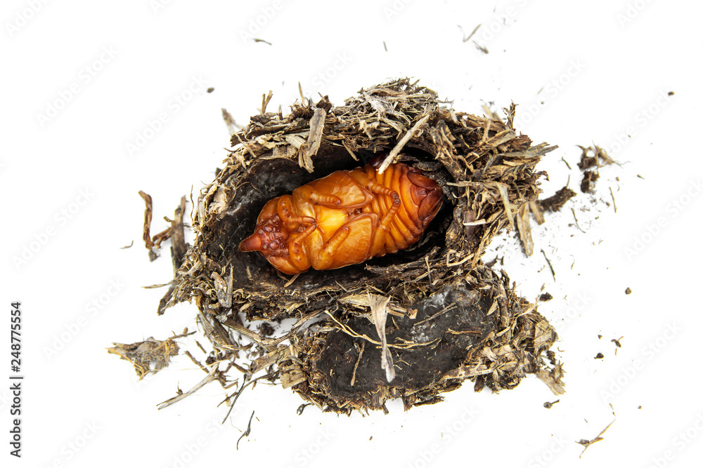 Pupa from larvae of coconut rhinoceros beetle that created a hole from ...