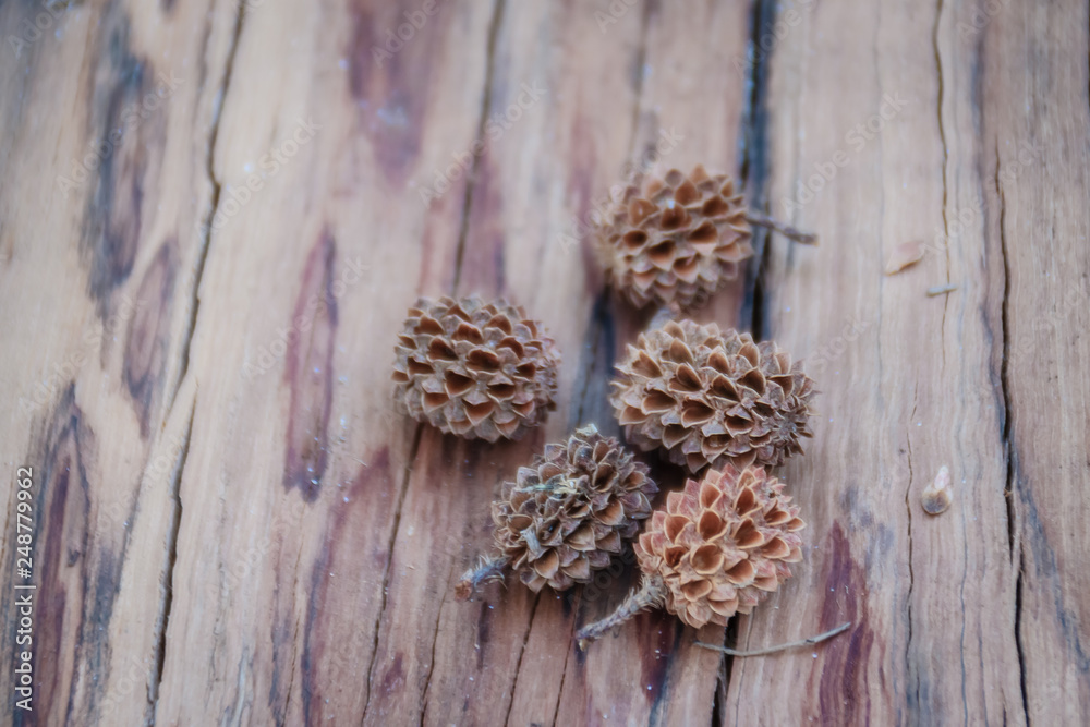 Dry fallen seeds of Casuarina equisetifolia (Common ironwood) fruit on ...