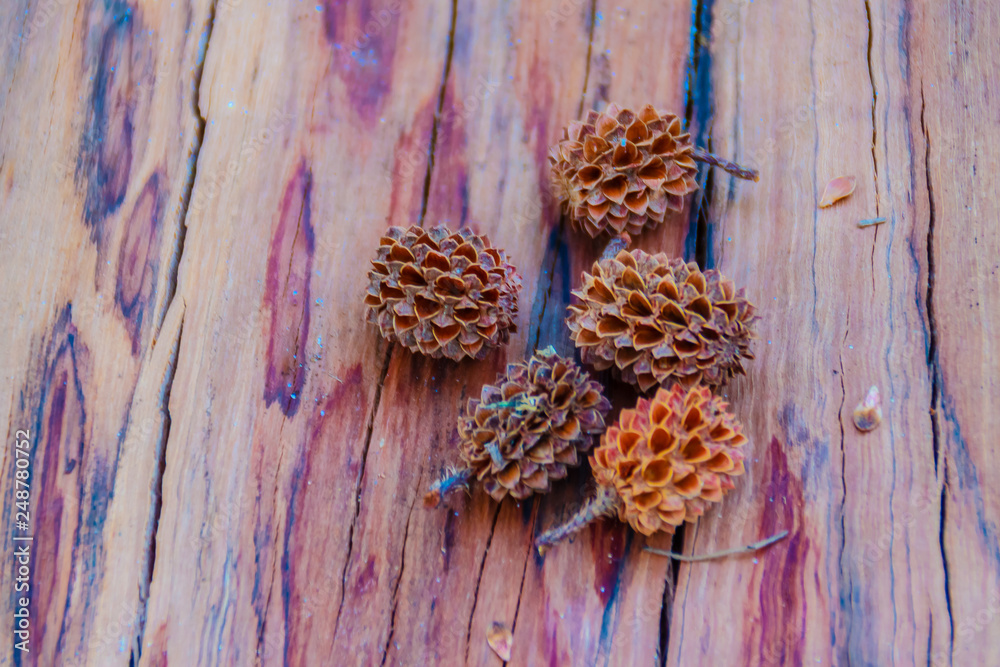 Dry fallen seeds of Casuarina equisetifolia (Common ironwood) fruit on ...