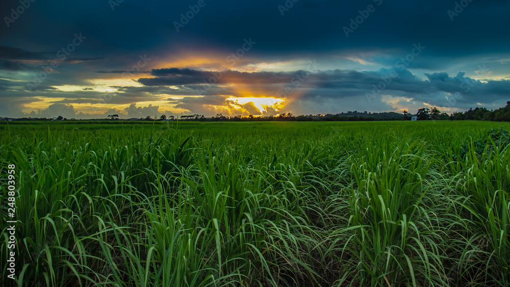 Sunrise over canefields Stock Photo | Adobe Stock