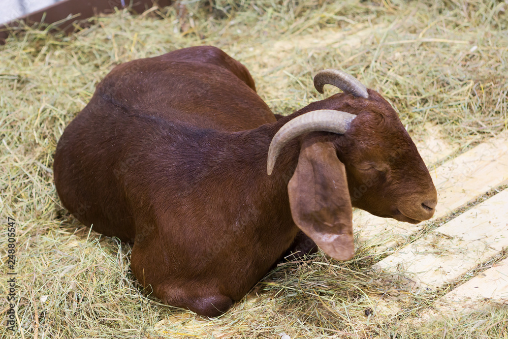 Goat (female). Kalahari red breed. Kalahari red goat is a meat breed ...