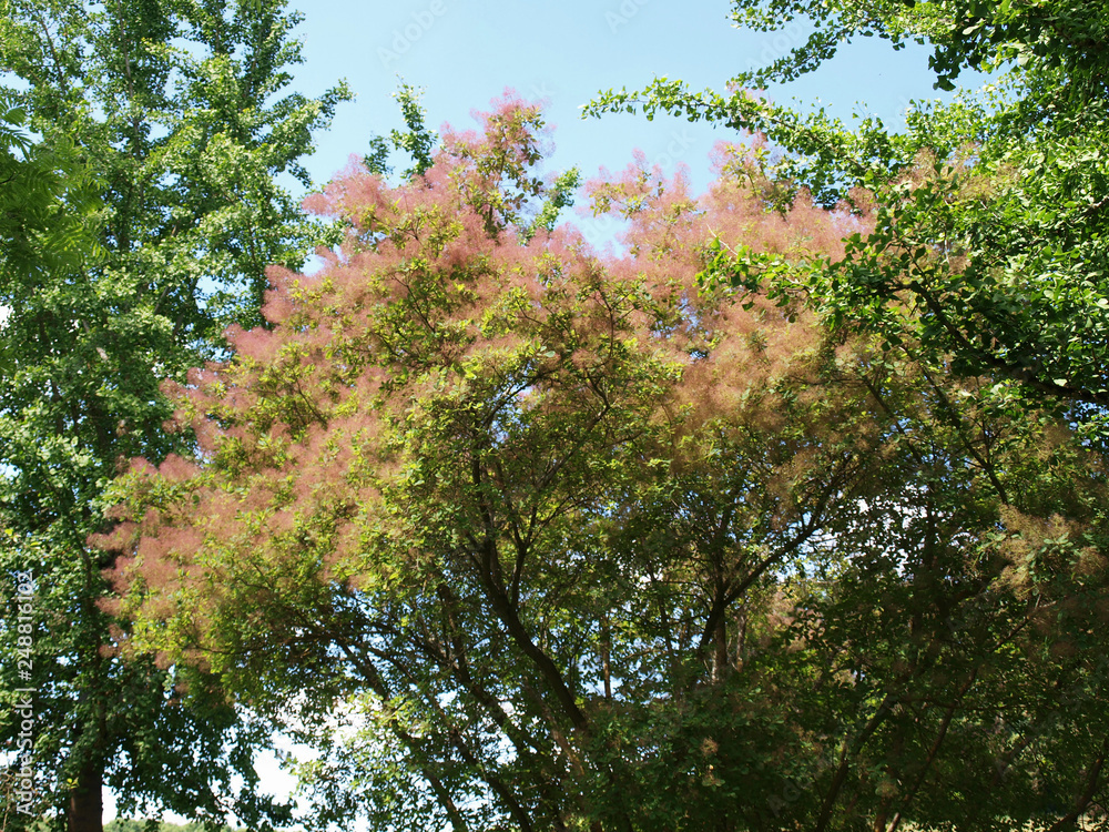 Cotinus coggygria. Arbre à Perruques ou barbe de Jupiter, un arbuste d ...