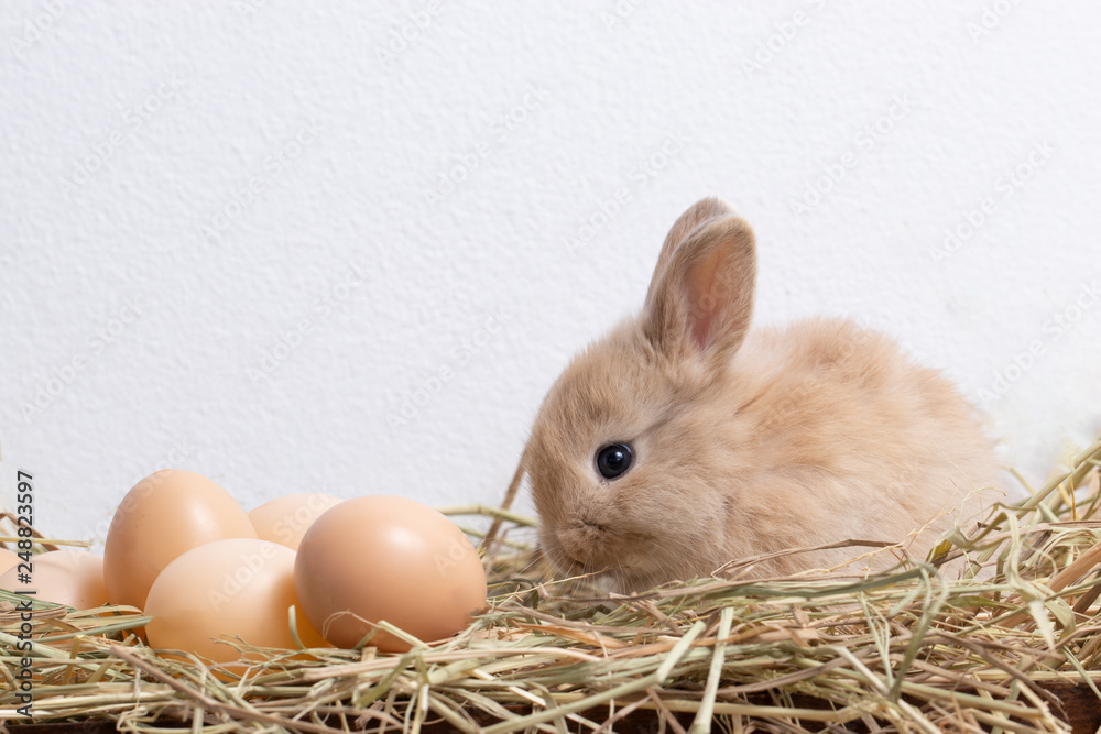Little brown rabbit with eggs sitting on straw nest with congrete ...