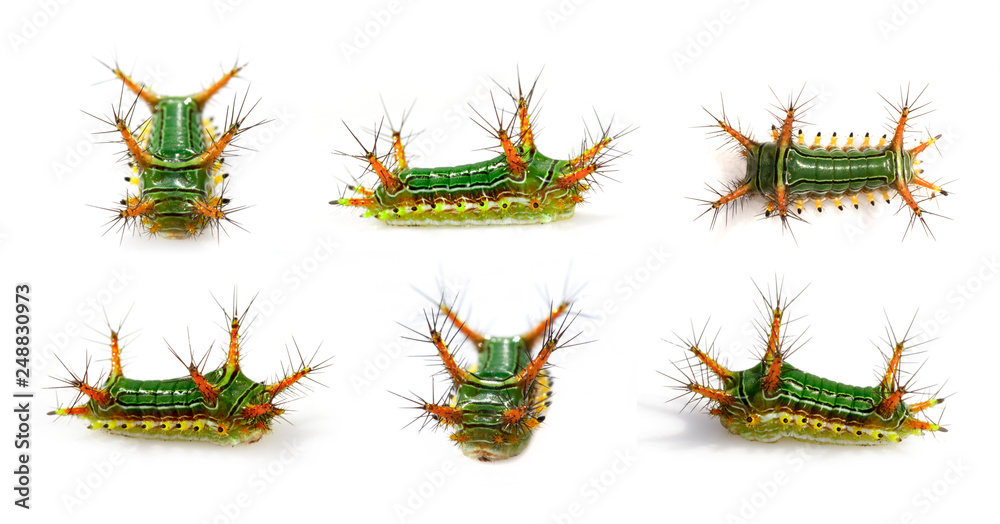 Group of Stinging Nettle Slug Caterpillar (Cup Moth, Limacodidae ...