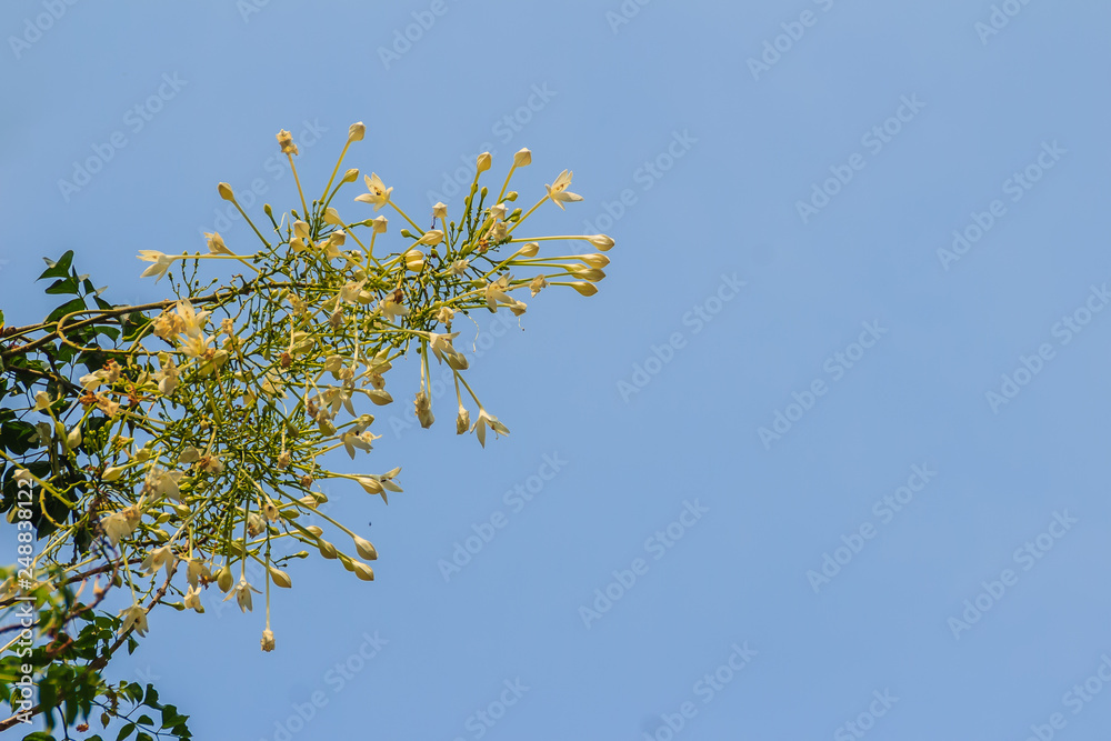 Beautiful indian cork (Millingtonia hortensis Linn.f) flowers on the ...