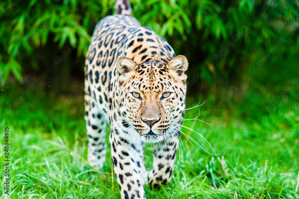 An Amur Leopard, also known as the far east leopard is a leopard native ...