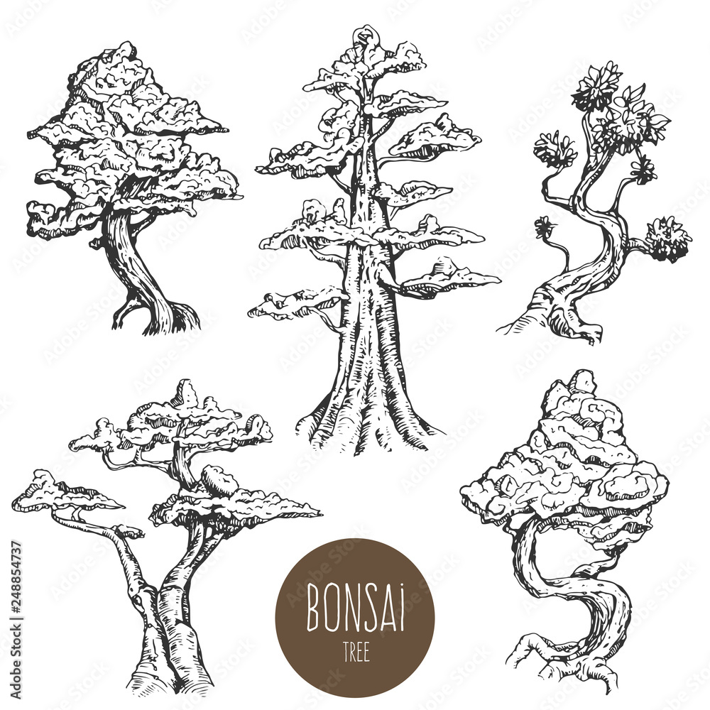 Japanese Bonsai Tree Drawing