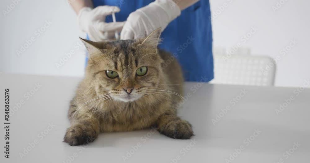 Veterinarian at vet clinic giving injection to cat Stock Video | Adobe ...