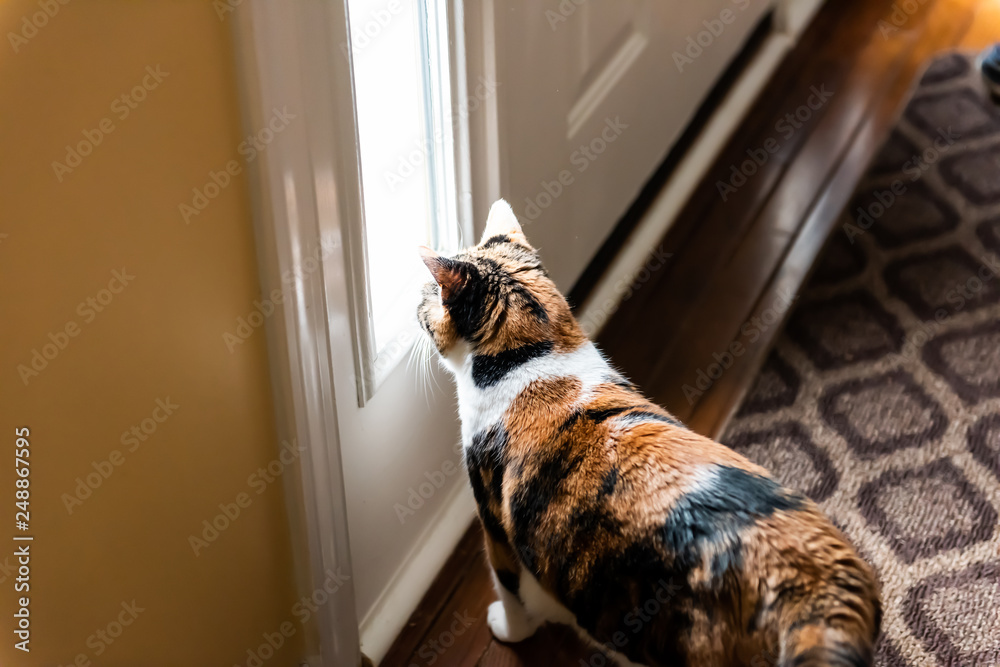 Cat At Window Waiting