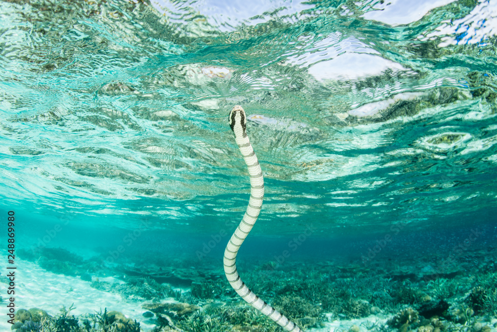 Banded Sea Krait Swimming to Surface in Raja Ampat Stock Photo | Adobe ...