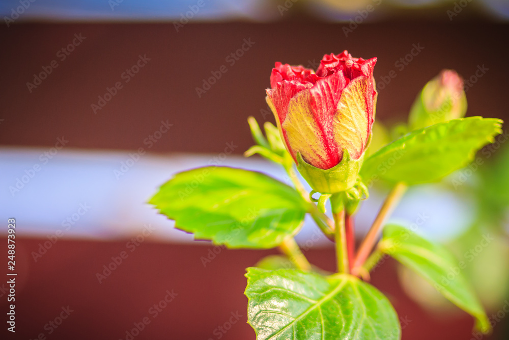 Young Hibiscus Rosa-Sinensis 'Ritzy' also known as Chinese hibiscus ...
