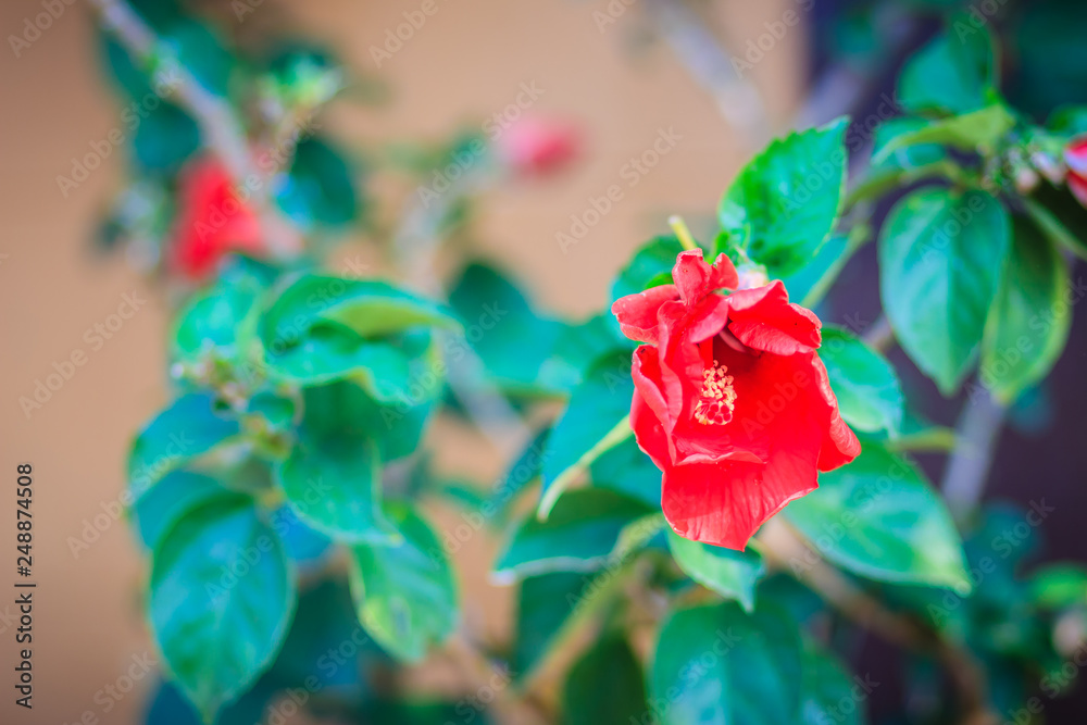 young Hibiscus Rosa-Sinensis 'Ritzy' also known as Chinese hibiscus ...