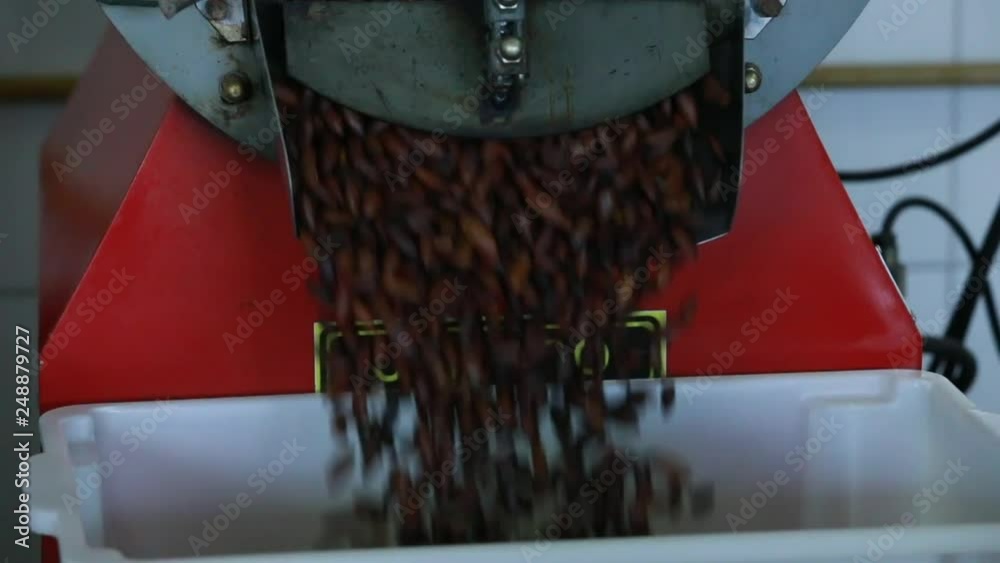 The Brazilian superfood, the Barukas nut, being processed ready for ...