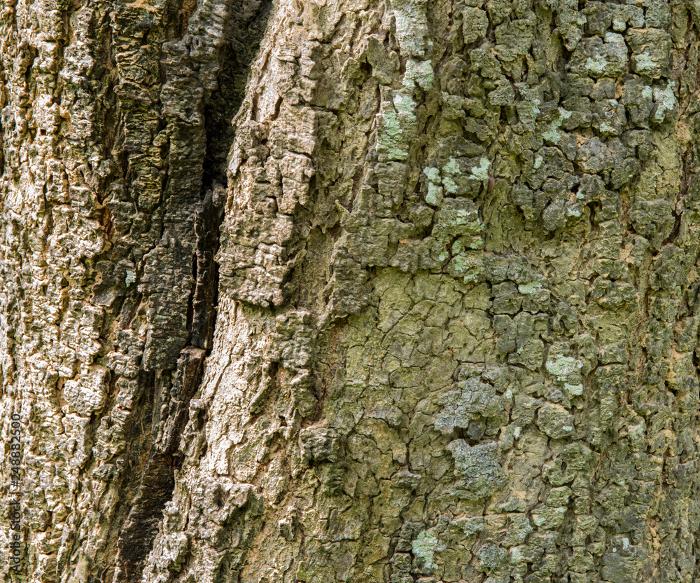 Acacia Tree Bark