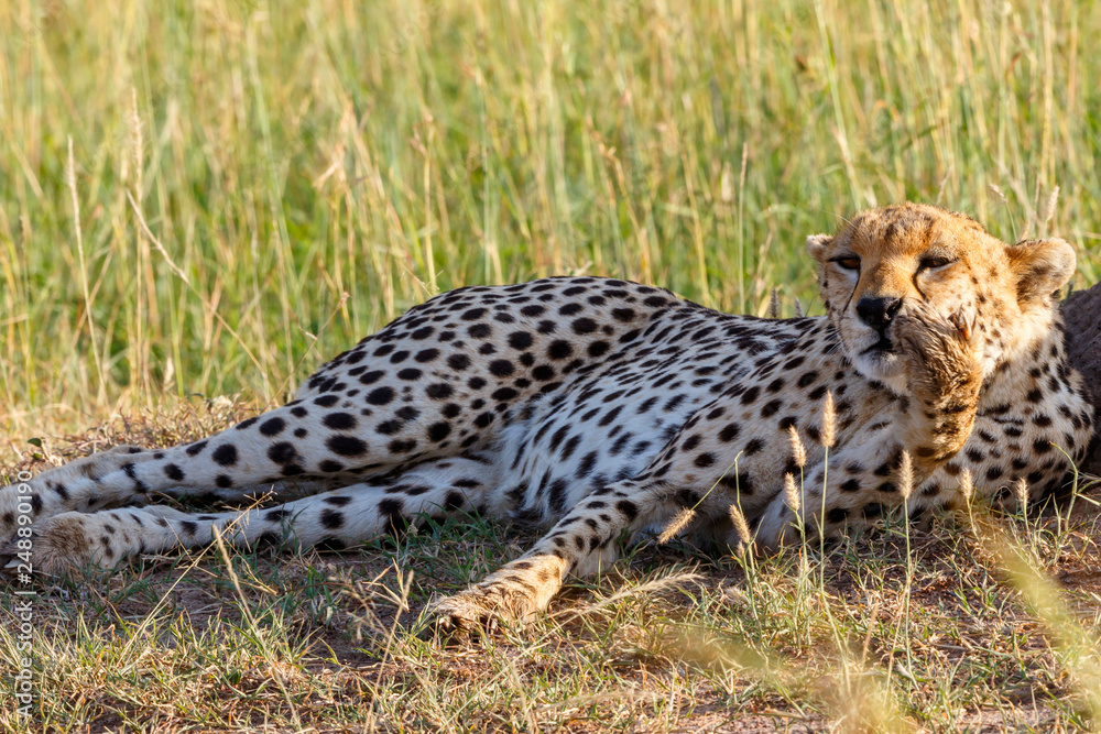 Cheetah Paw Scratching