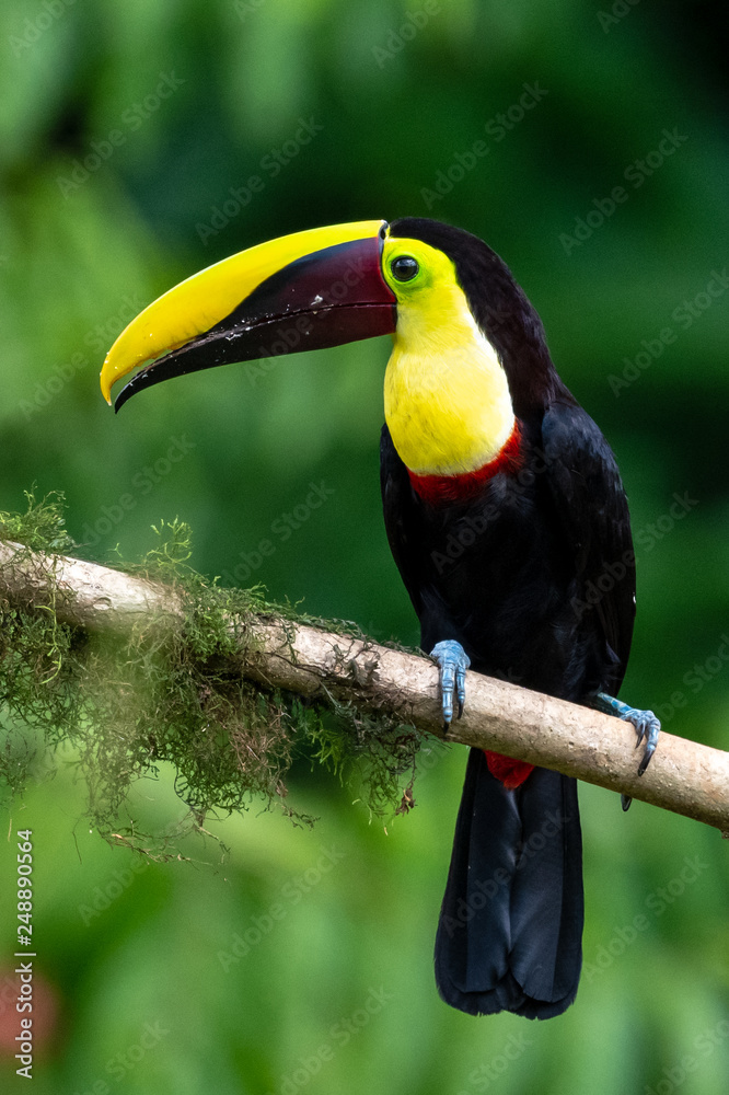 Keel-billed Toucan - Ramphastos sulfuratus, large colorful toucan from ...