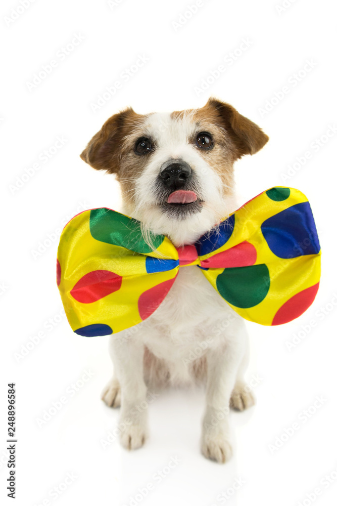 FUNNY DOG DRESSED AS A CLOWN. JACK RUSSELL WEARING A COLORFUL BOWTIE ...