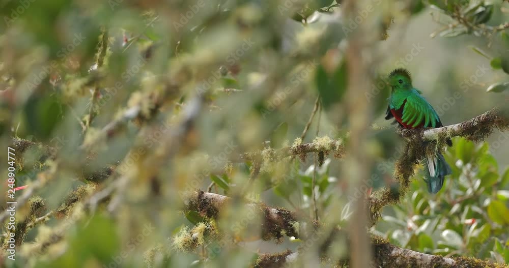 Vidéo Stock Rare magic animal in mountain tropic forest. Birdwatching ...